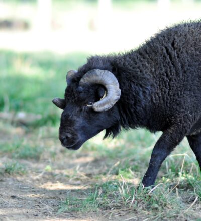 Fandor - Le Troupeau du Bonheur